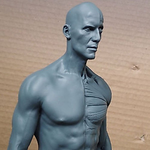 Doc.Royal 30cm Height Human Anatomical Anatomy Skull Head Body Model Muscle Bone