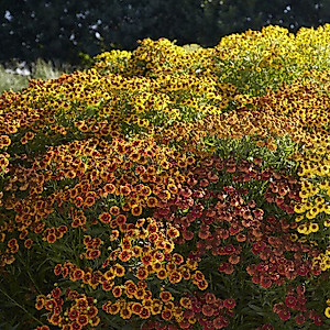 Helenium - Mix - 20 Roots - Mixed Flower Bulbs, Root Attracts Bees, Attracts Butterflies, Attracts Pollinators, Easy to Grow & Maintain, Fast Growing, Fragrant, Container Garden