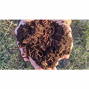 BROTHERS WORM FARM - 100 Live Red Wiggler Composting Worm Mix. Worms for Composting and Creating Worm Castings at Home. Ideal for Worm Composters, Gardens, and Worm Bins.