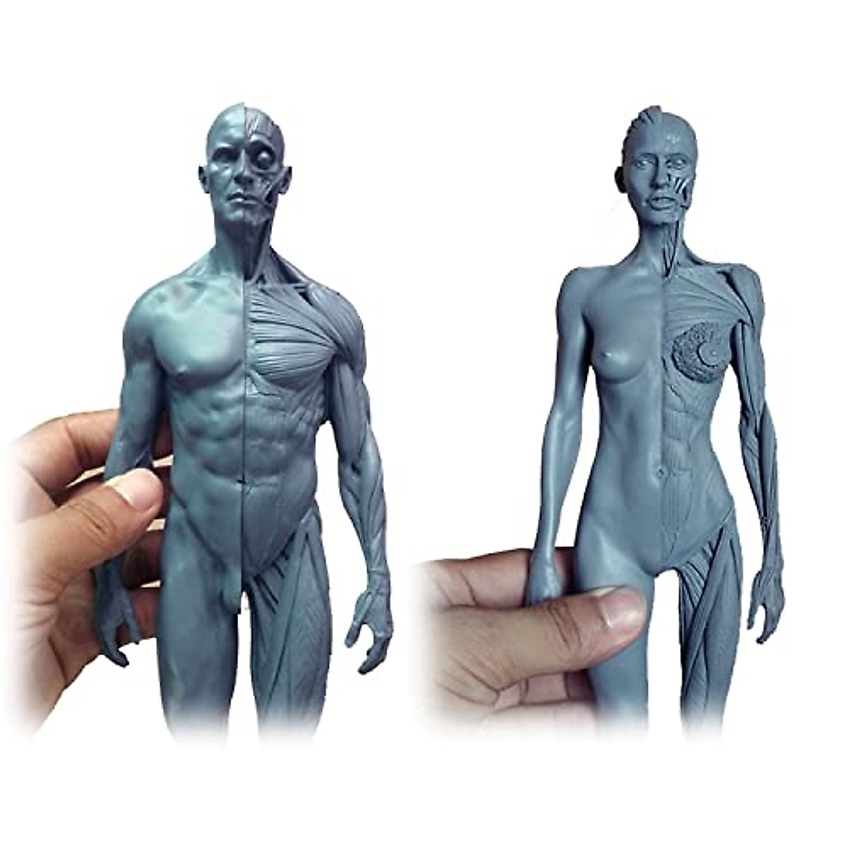 12 inch Resin Human Anatomical Anatomy Skull Head Body Model Muscle Bone Model Male and Female (Grey)