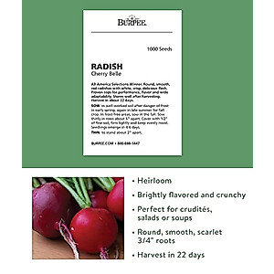 Burpee Cherry Belle Radish Seeds 1000 seeds