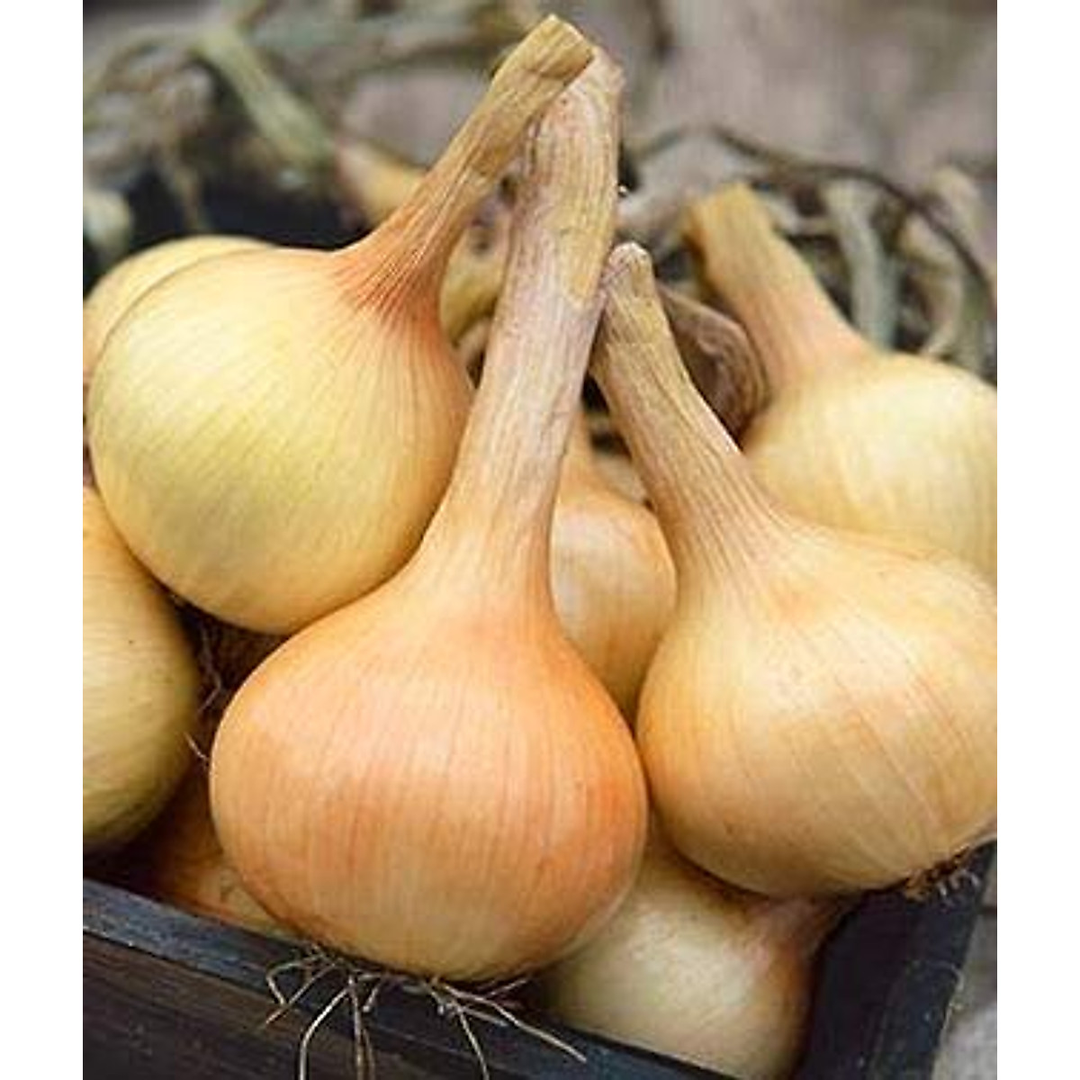 Walla Walla Sweet Spanish Onion Seeds for Planting, 300+ Seeds Per Packet, (Isla's Garden Seeds), Non GMO Seeds, Botanical Name: Allium cepa, Great Home Garden Gift