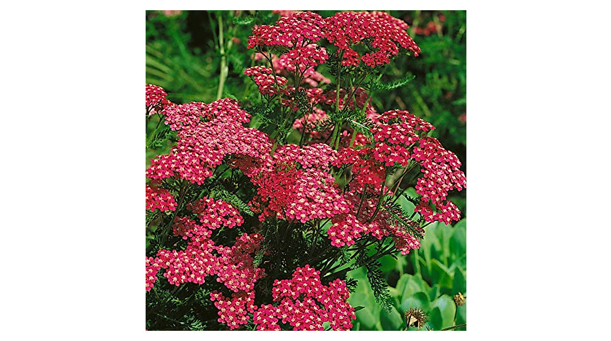 Outsidepride Achillea Yarrow Cerise Queen Seeds for Gardens