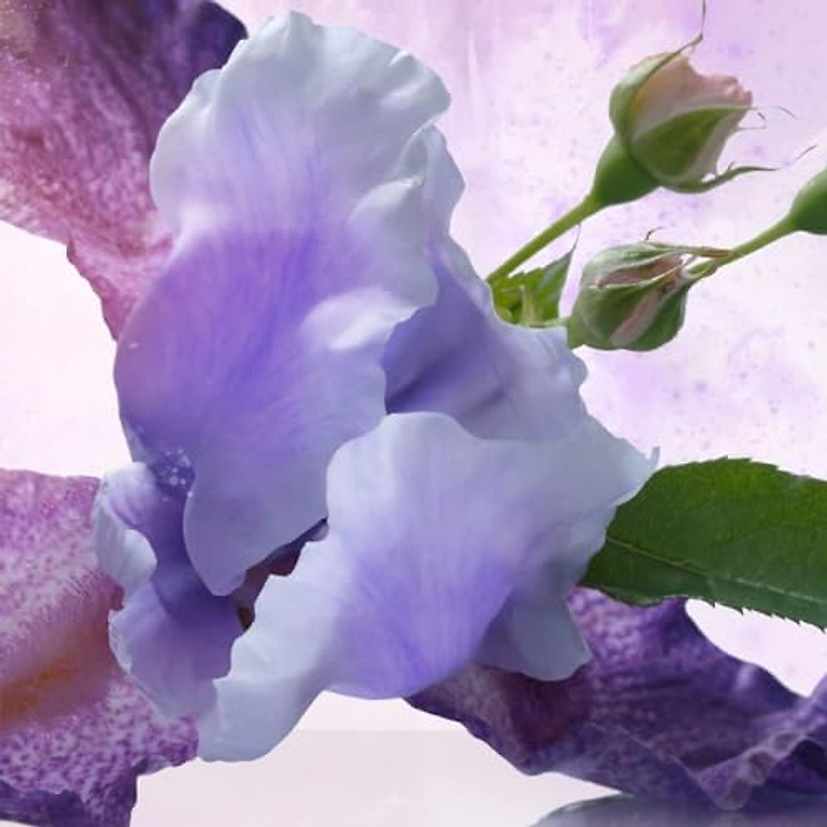 BVLGARI Omnia Amethyste for Women 2.2 oz Eau de Toilette Spray