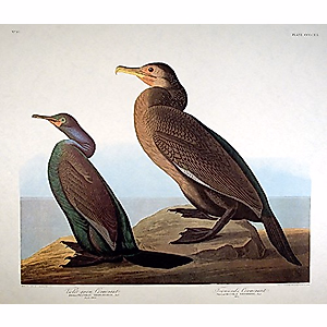 Violet Green Cormorant, Townsend's Cormorant. From"The Birds of America" (Amsterdam Edition)
