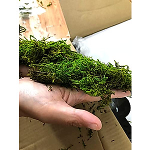 prefleur Preserved Sheet Moss Natural Green Decorative Real Natural Green DIY Kit Gardenning Art Wall Decor Florist Decor Easter Table Decor Wedding(2 sq.ft.) (Green-B)