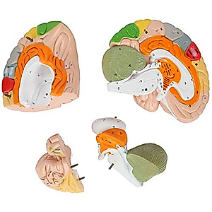 Axis Scientific 1.5X Life-Size 4-Part Brain Numbered Anatomical Model, Includes Display Base, Study Booklet,