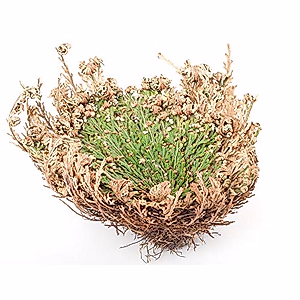 Incense Garden Rose of Jericho Flower The Resurrection Plant (2 Roses)