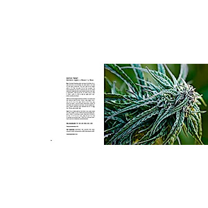 An American Cannabis Story