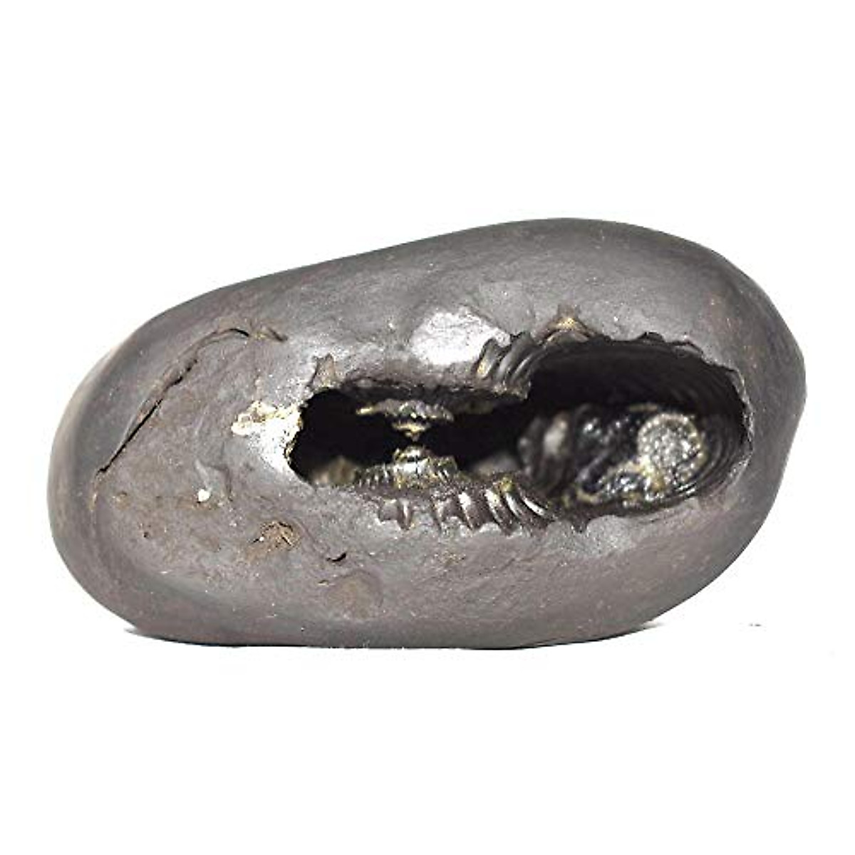 Rudrakshguru Rama Shaligram - Gandaki River Nepal