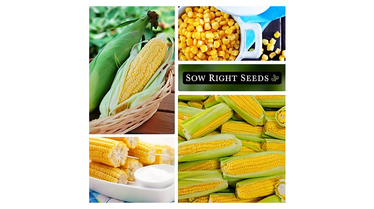 Grow Sweet Corn at Home - Sow Right Seeds Bantam Seed Pack