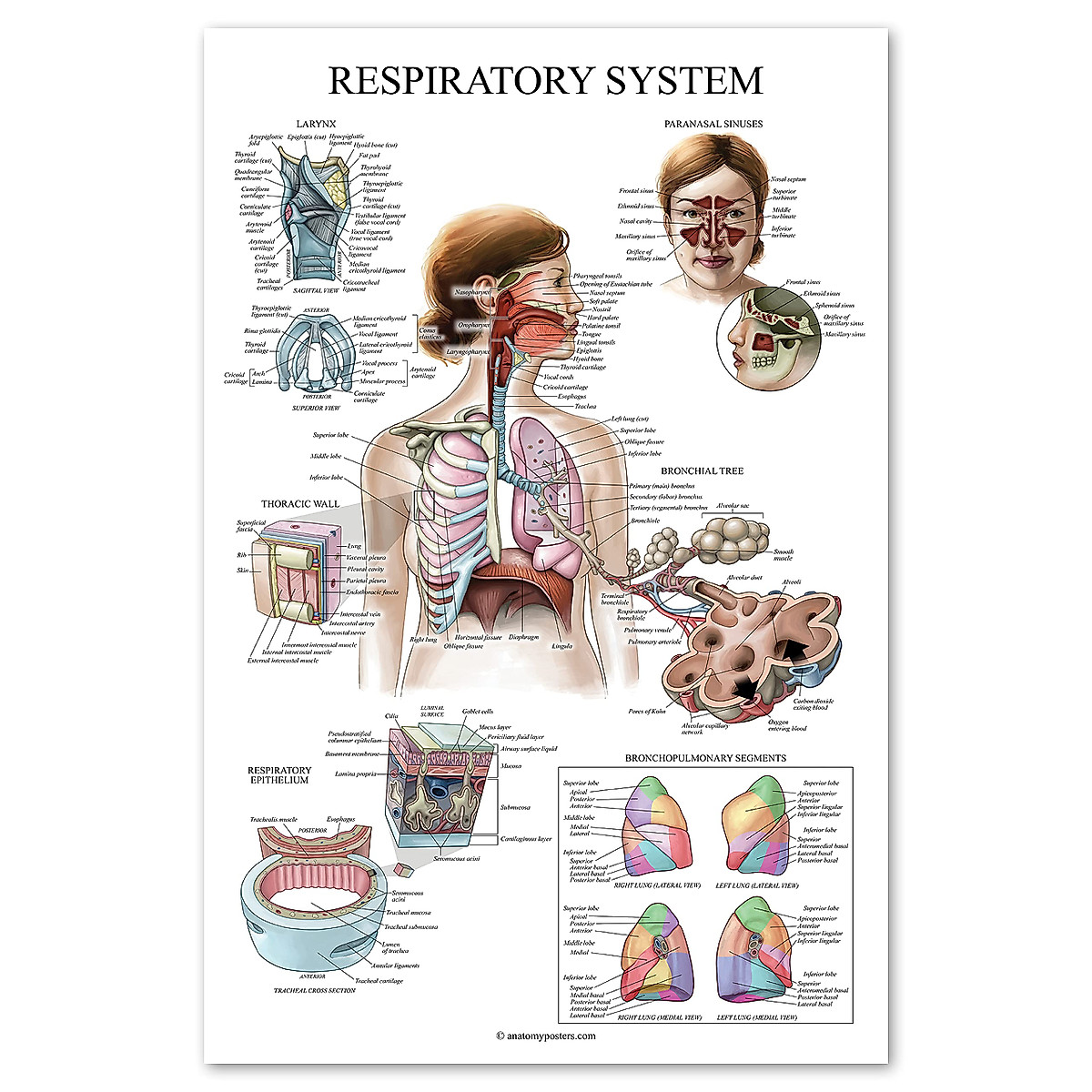 Palace Learning Laminated Respiratory System Anatomical Chart - Lung Anatomy Poster - 18" x 24"