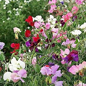 Outsidepride Fragrant Annual Lathyrus Odoratus Sweet Peas Royal Mix Climbing, Vining, Trailing Cut Flowers - 250 Seeds