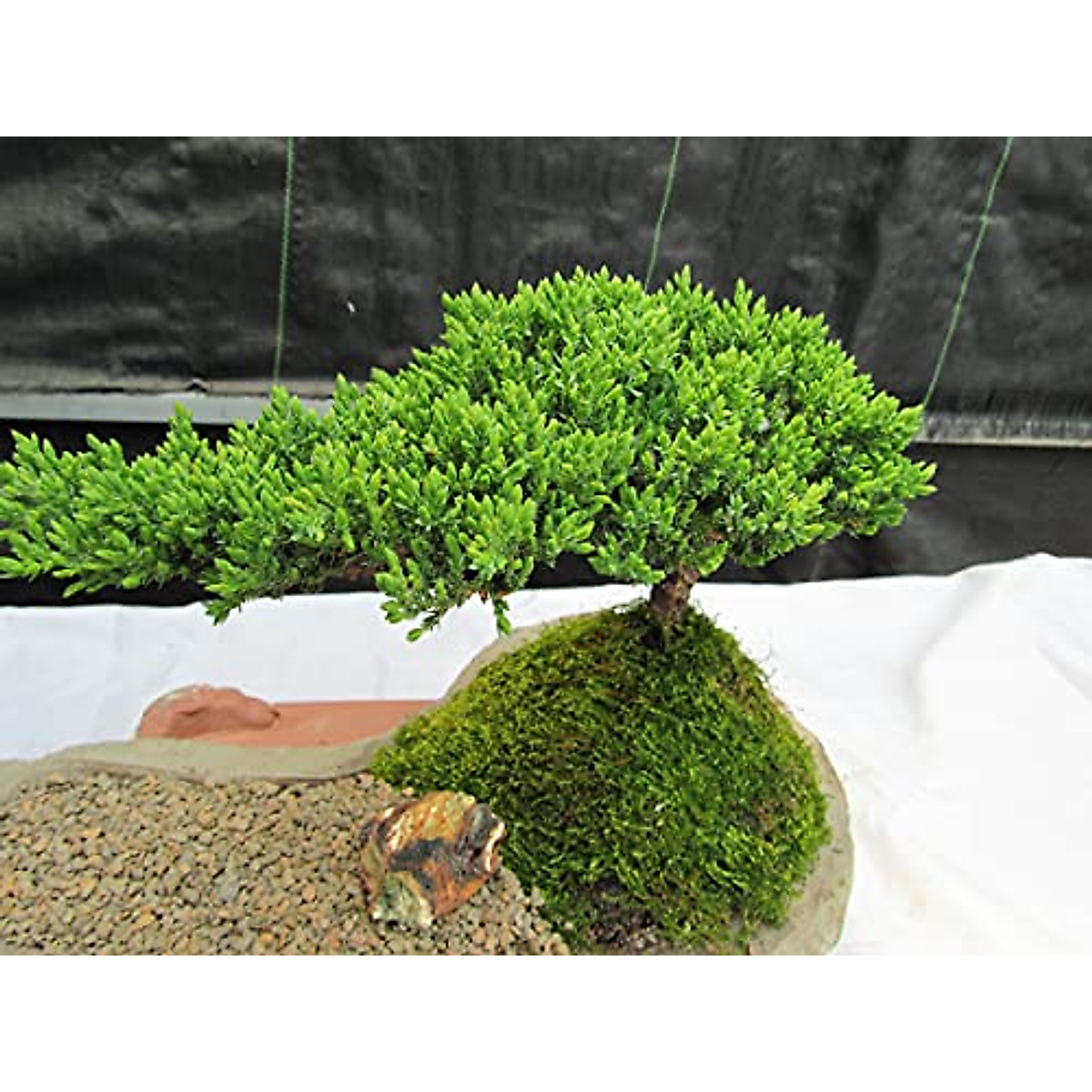 Juniper Bonsai Tree On Rock Slab