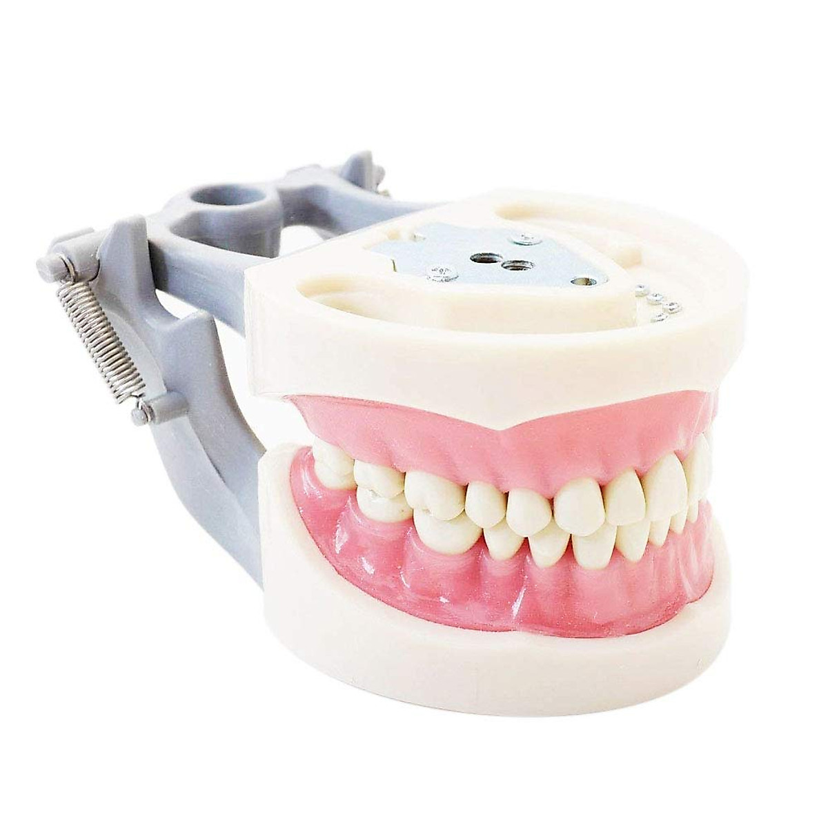 Typodont Teeth Model, with Removable Teeth, Compatible with Kilgore Nissin + 5 Sets of 28pcs Teeth Piece for Teaching, Study