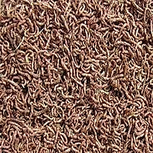 Aquatic Foods 5oz Bloodworms, Freeze Dried Fresh Grade A Floating Bloodworms for All Tropical Fish, Bettas, Discus, Cichlids, Community Turtles, Carnivore Carnivorous Plants. Bag