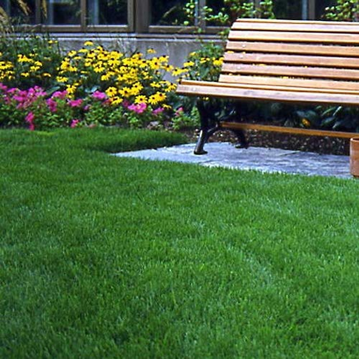 Outsidepride Legacy Fine Fescue Shade Tolerant, Soft, Turf, Lawn Grass Seed Blend - 5 LBS