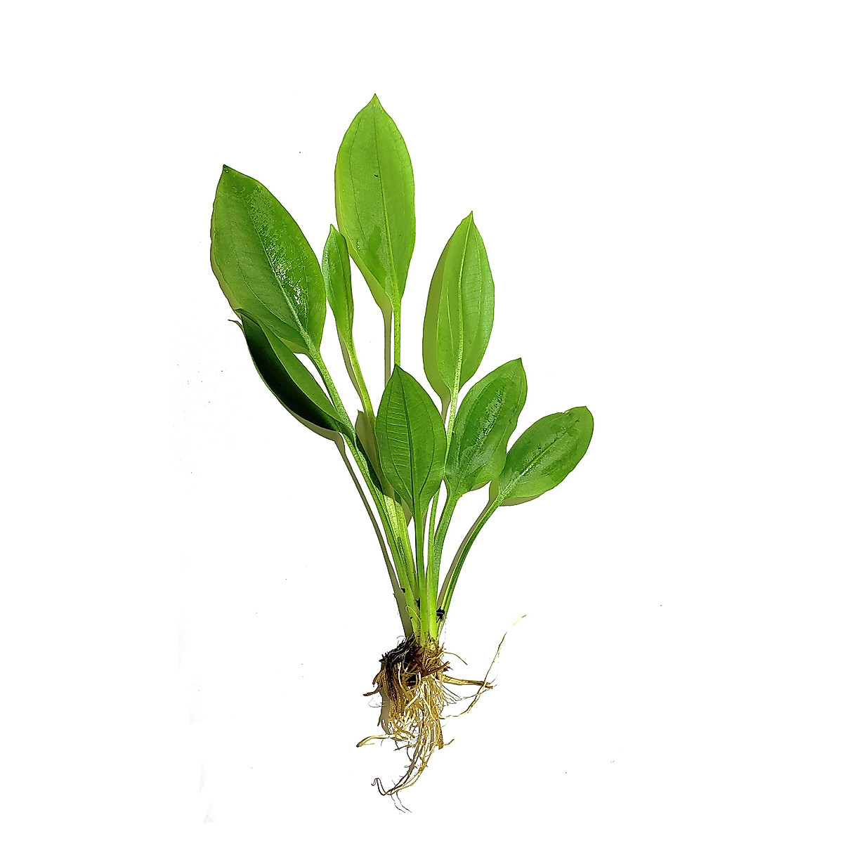 Marcus Fish Tanks - Amazon Sword Echinodorus Bleheri Easy Live Aquarium Plants for Aquatic Freshwater Fish Tank Buy 2 GET 1