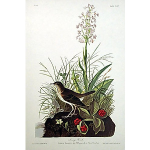 Tawny Thrush. From"The Birds of America" (Amsterdam Edition)
