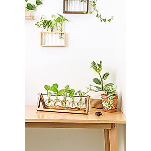 Ivolador Desktop Glass Bulb Plant Terrarium with Retro Solid Wooden Stand and Metal Swivel Holder for Hydroponics Plants Home Garden Wedding Decor (5 Bulbs)