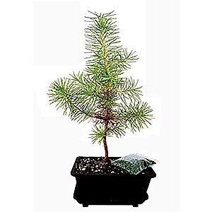 9GreenBox - Japanese Black Pine Bonsai with Water Tray and Fertilizer