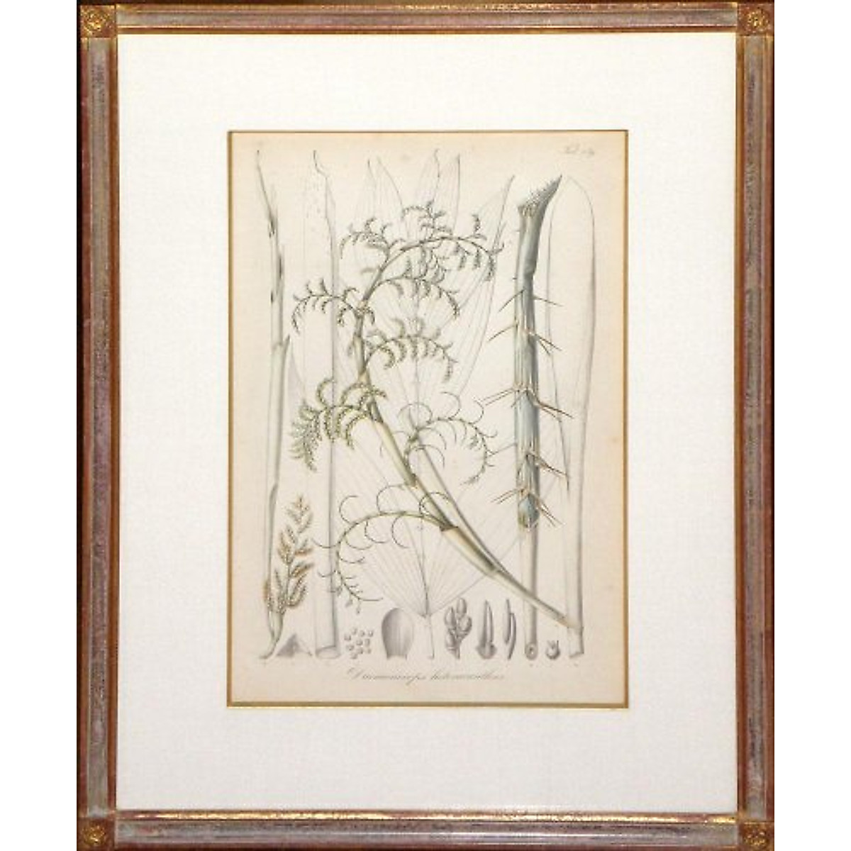 Tab 141 - Daemonorops oblongus (Rattan plant)