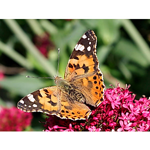 Insect Lore Cup of Caterpillars - Butterfly Kit Refill - Life Science & STEM Education