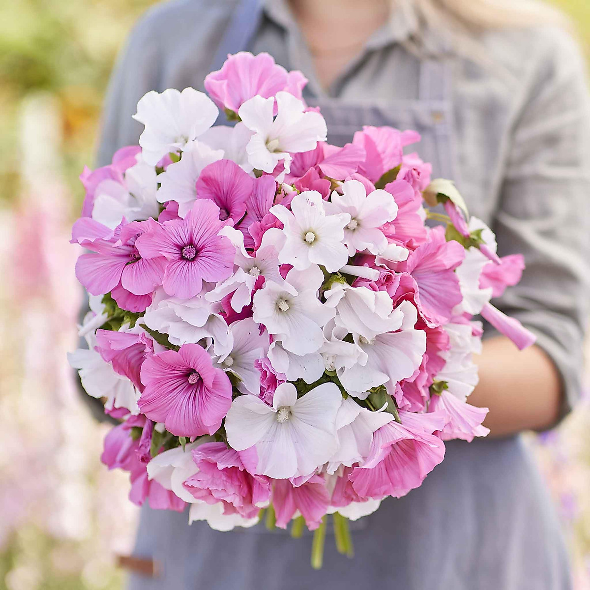 Eden Brothers Rose Mallow Seeds - Mixed Colors