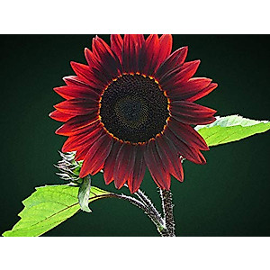 Chocolate Sunflower Seeds for Planting | 50 Pack of Seeds | Grow Exotic Chocolate Cherry Sunflowers | Rare Garden Seeds for Planting