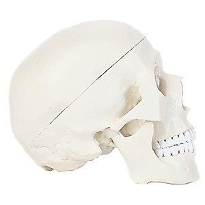 Anatomy Lab Human Skull Model, 3 Part Life Size Anatomical Replica, Features Removable Skull Cap (Calvaria), Articulating Jaw (Mandible), and Base of Skull for Educational Study and Display