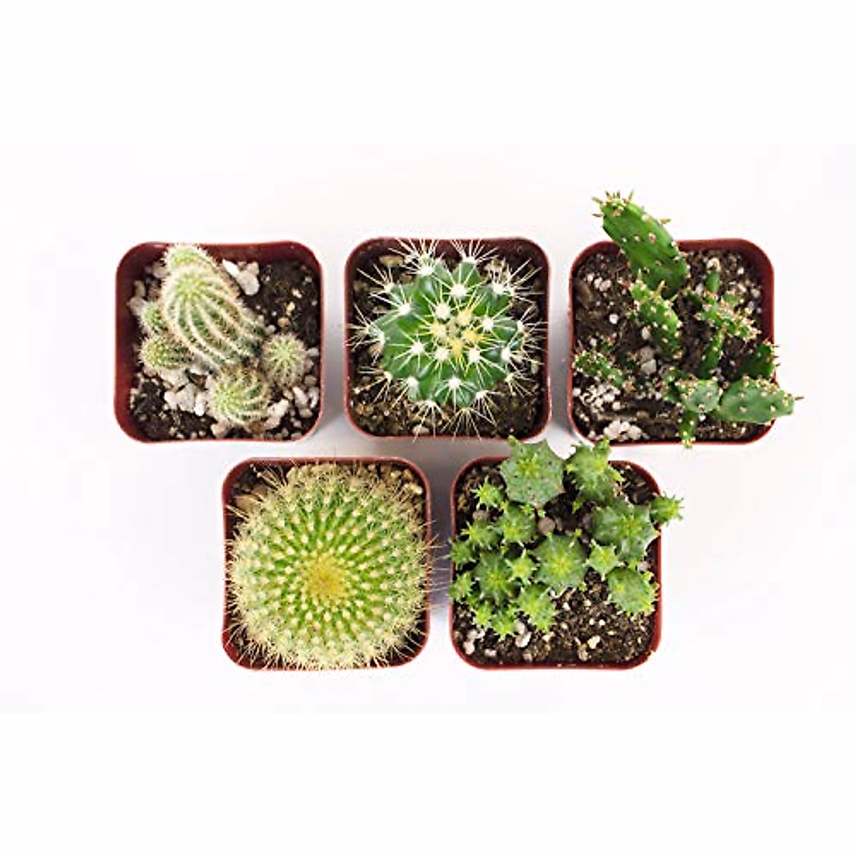 Shop Succulents | Can't Touch This Collection | Assortment of Hand Selected, Fully Rooted Live Indoor Cacti Plants, 5-Pack
