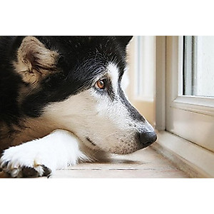 Dog Calming Solution - Premium Relaxant for Dogs - Amazing Calming AID - Natural Formula - Treat - Chamomile Dog Treats - 270 Treats (3 Bottle)