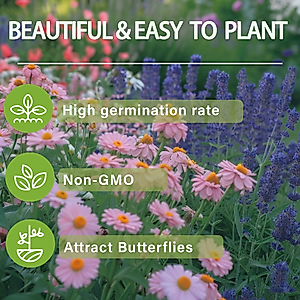 1000+Pyrethrum Seeds for Planting -Pyrethrum Flower Seeds Yellow-Tanacetum Chrysanthemum Plant Garden Flower Seed