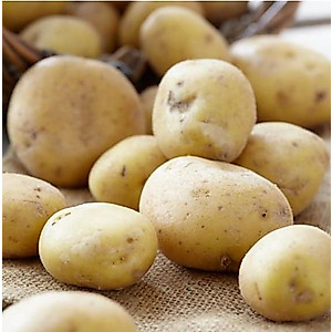 Yukon Gold Seed Potato, Yukon Gold Seed Potatoes, 5 lbs Planting Ornaments Garden Perennials Simple to Grow Pots Gift