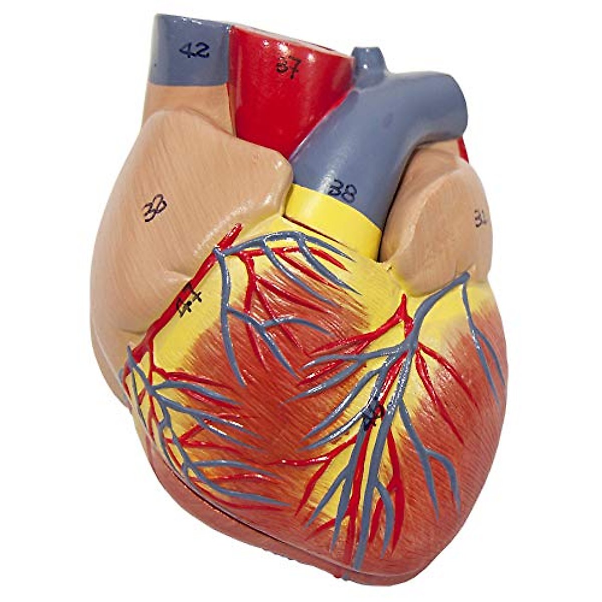 Axis Scientific Human Lung and Respiratory System Model | 3/4 Life Size Model has 7 Removable Parts | Includes 2 Part Heart and Detachable Larynx | Includes Product Manual