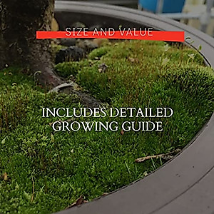 Moss Spores for Bonsai Trees - Covers Up to Three Square Feet, Bright Green Velvet Kyoto Bonsai Moss That is Weed Free, Indefinite Shelf Life