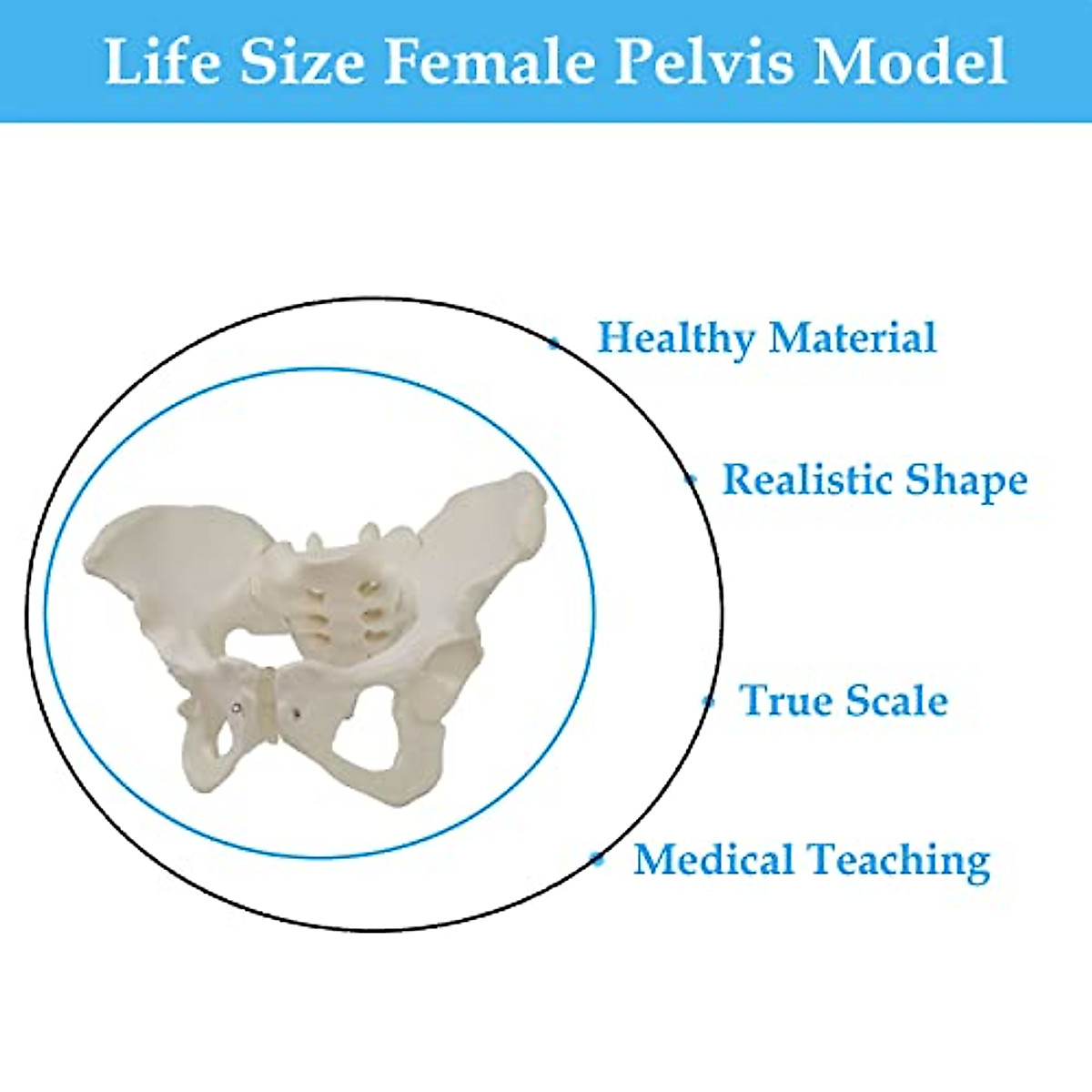 Female Pelvis Model, Life Size Female Pelvic Skeleton Mode, Female Anatomy Model for Science Education, Hip Bone Pelvic Model Female Anatomical Model