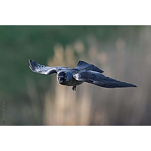 50mm F 1.8 Manual/Automatic HD Portrait Macro Lens Lens for Canon EOS D90 T7 T5