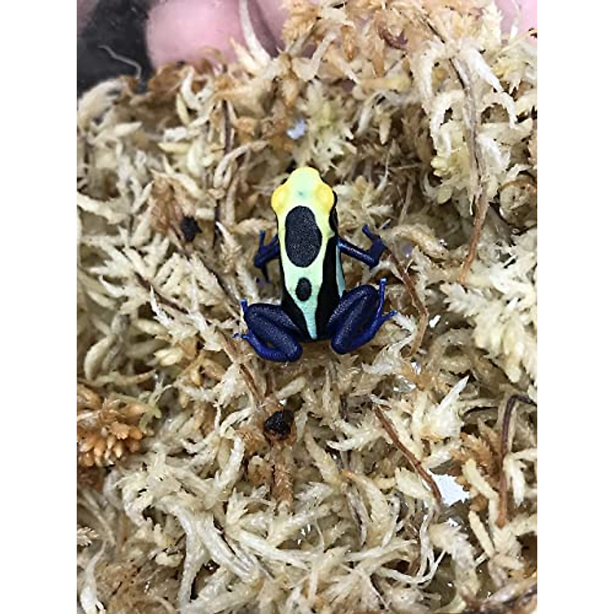 Josh's Frogs Bioactive Dart Frog Substrate Vivarium Bundle- Extra Large