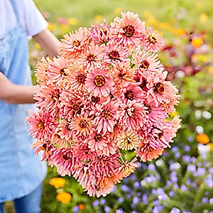 Zinnia Seeds - Senorita - Packet - Pink Flower Seeds, Open Pollinated Seed Attracts Bees, Attracts Butterflies, Attracts Hummingbirds, Attracts Pollinators, Easy to Grow & Maintain, Fast Growing
