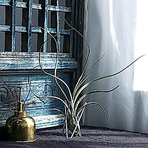 4 Packs Airplant Plants Holder Metal Base Geometric Air Plants Stand Tabletop Air ferns Planter Rack White Tillandsia Display Containers Himmeli Decor .