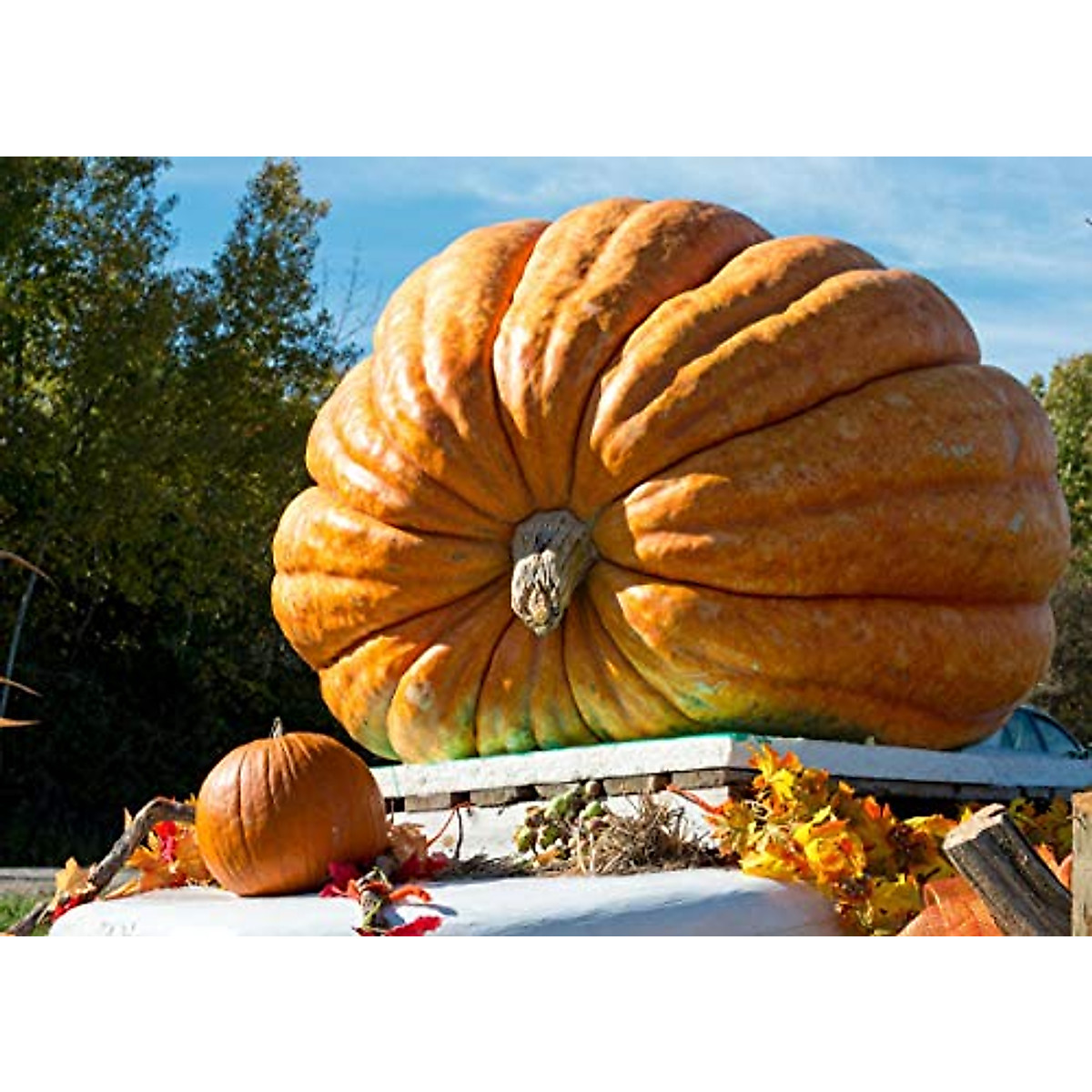 Giant Pumpkin Titan 10 Seeds for Planting Large Oversized Squash Gourd Non-GMO