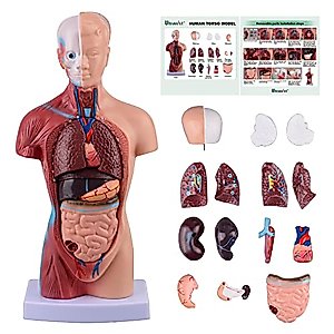 Ultrassist Human Torso Model Includes Digital Manual, Human Body Model for Kids, Human Anatomy Model for Science Education