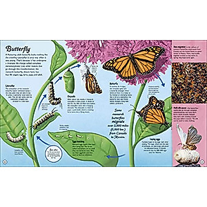 Life Cycles: Everything from Start to Finish (DK Life Cycles)