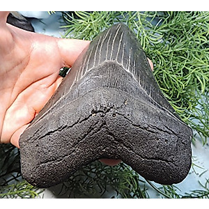 Massive 5 1/4'' Megalodon Tooth. Impressive!!