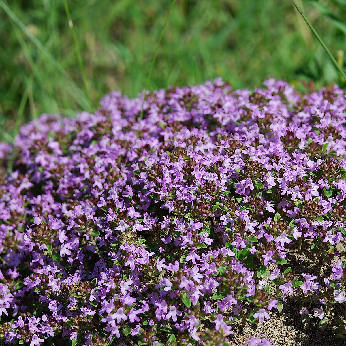 100 pcs/Bag Creeping Thyme Bonsai or Multi-Color Rock CRESS Plant - Perennial Flower Flores Ground Cover Flower Garden - (Color: 3)
