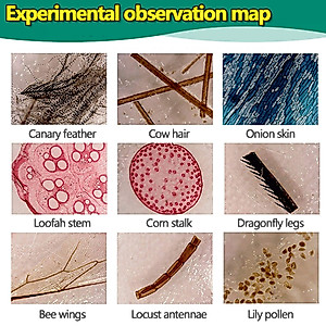 Ninyoon 48pcs Microscope Slides with Specimens for Kids – Kids Prepared Stereo Microscope Slides for Stereo Microscope and Other, Animals Insects Plants Flowers Specimens