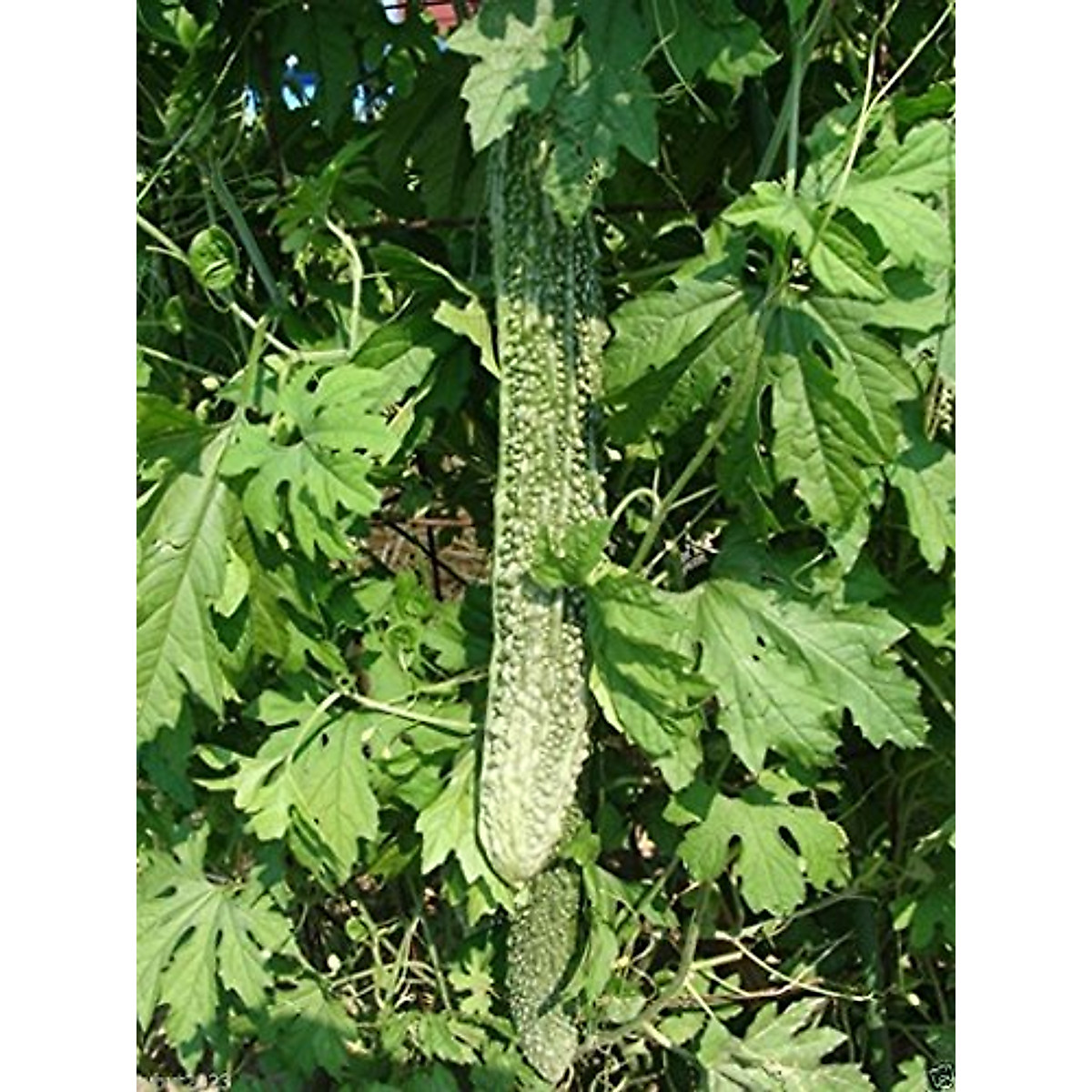 Bitter Gourd Seeds,Japanese Long (Asian vegetable) Harvested young at 10-13" !(25 Seeds)