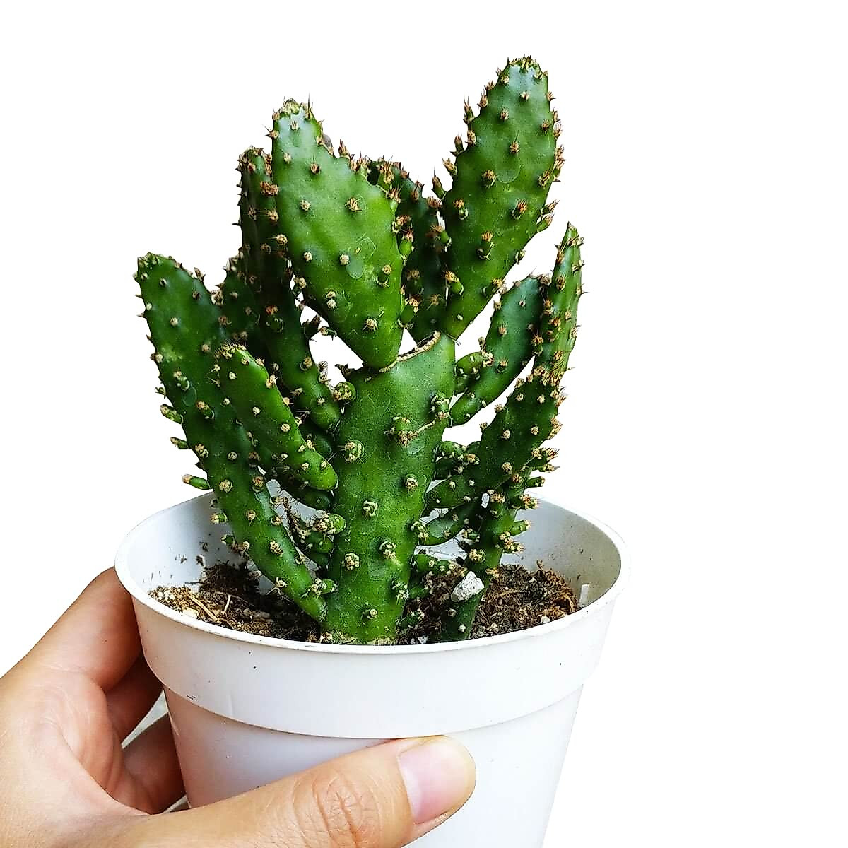 Joseph's Coat Cactus (2" Plastic Pot) - Live. Healthy Cactus - Opuntia monacantha - Barbary Fig Cactus - Prickly Pear Cactus