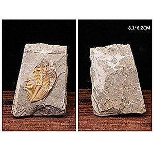 Sunnyhill Real Trilobite Fossil Come from Western Hunan of China 450 Million Years ago